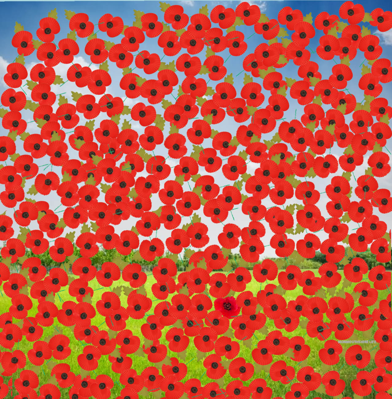 Can you find the real poppy? - Monmouthshire Life